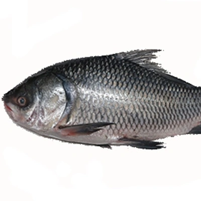 Ruhi/ Rohu Fish With Head (Big Size Upto 2.5 KG)
