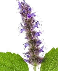 Patchouli - Indonesia