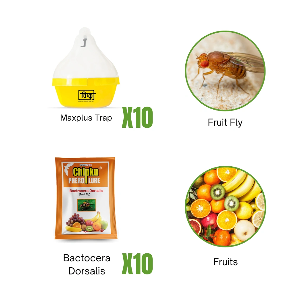 Fruit fly (All Fruit Crops)