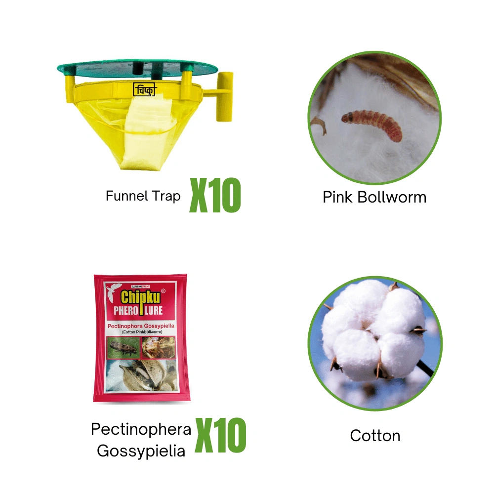 Pink Bollworm (Cotton)