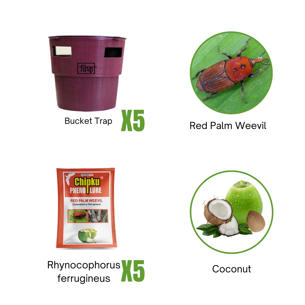 Red Palm Weevil (Coconut)