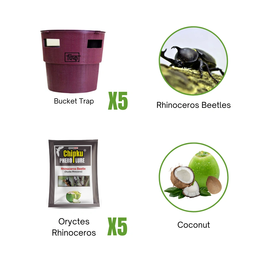 Rhinoceros Beetles (Coconut)