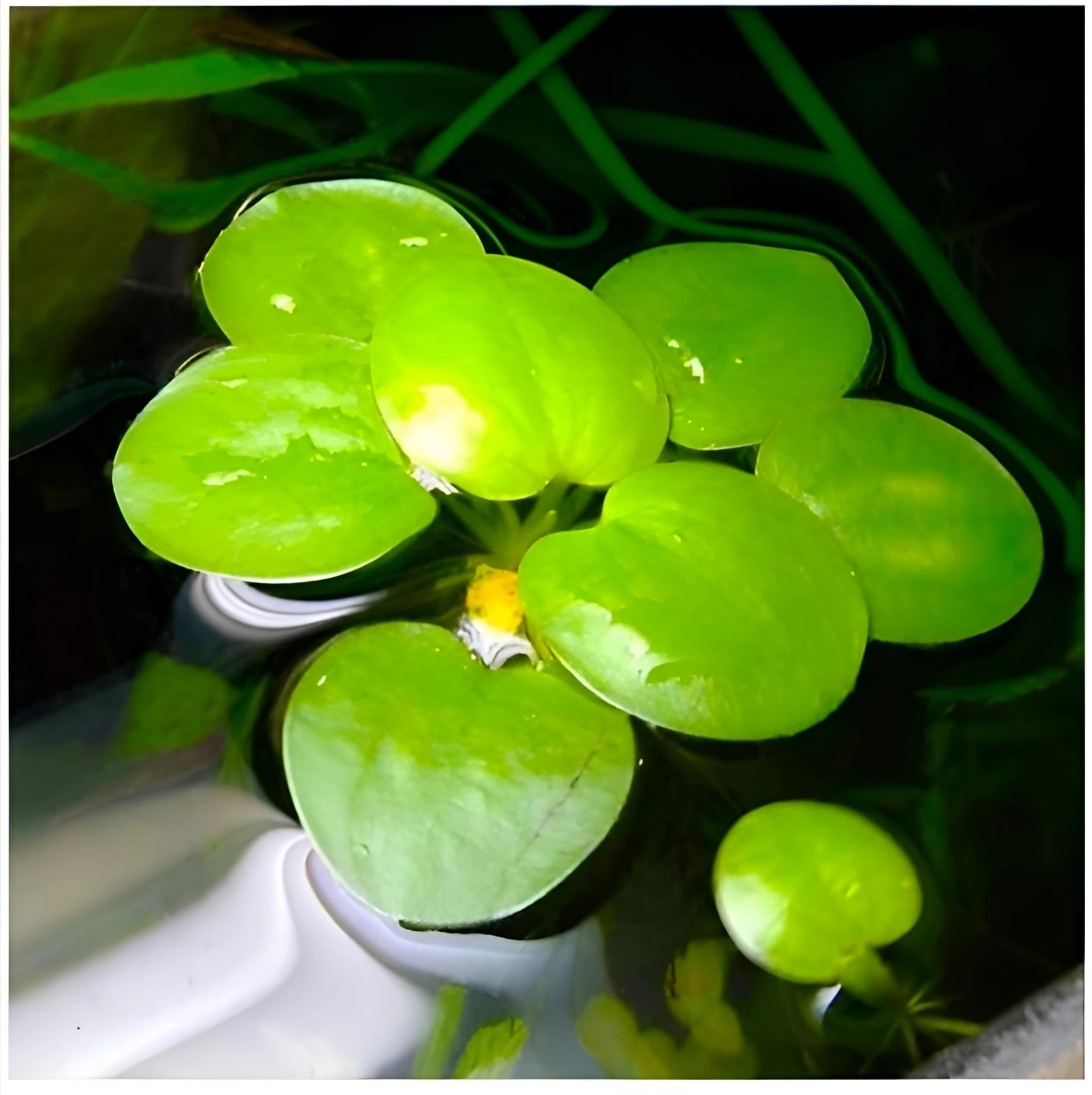 Amazon Frogbit Live Plant for Aquarium | Easy Floating Plant Online
