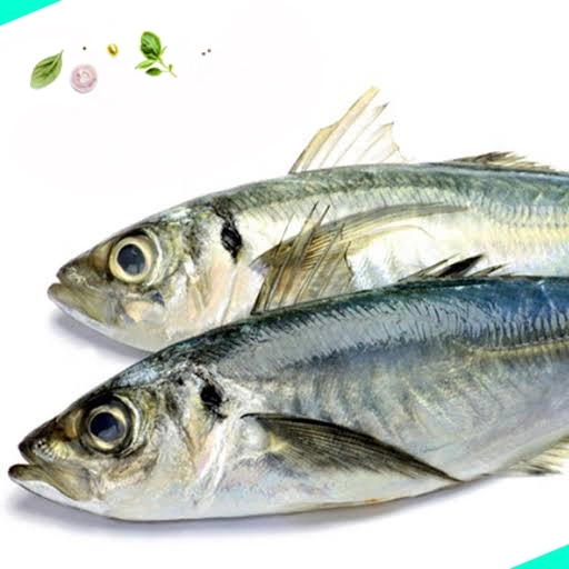 കണ്ണൻ കൊഴിയാള | Finletted Mackeral | Kozhiyala [Whole]